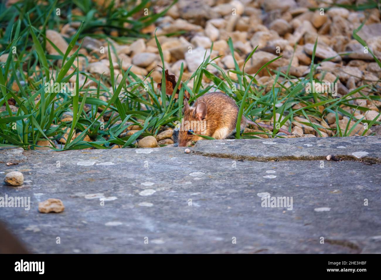 a wood field mouse (Apodemus sylvaticus) eating bird food off of the ...