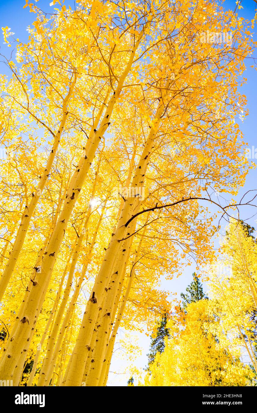 Golden aspen hi-res stock photography and images - Alamy