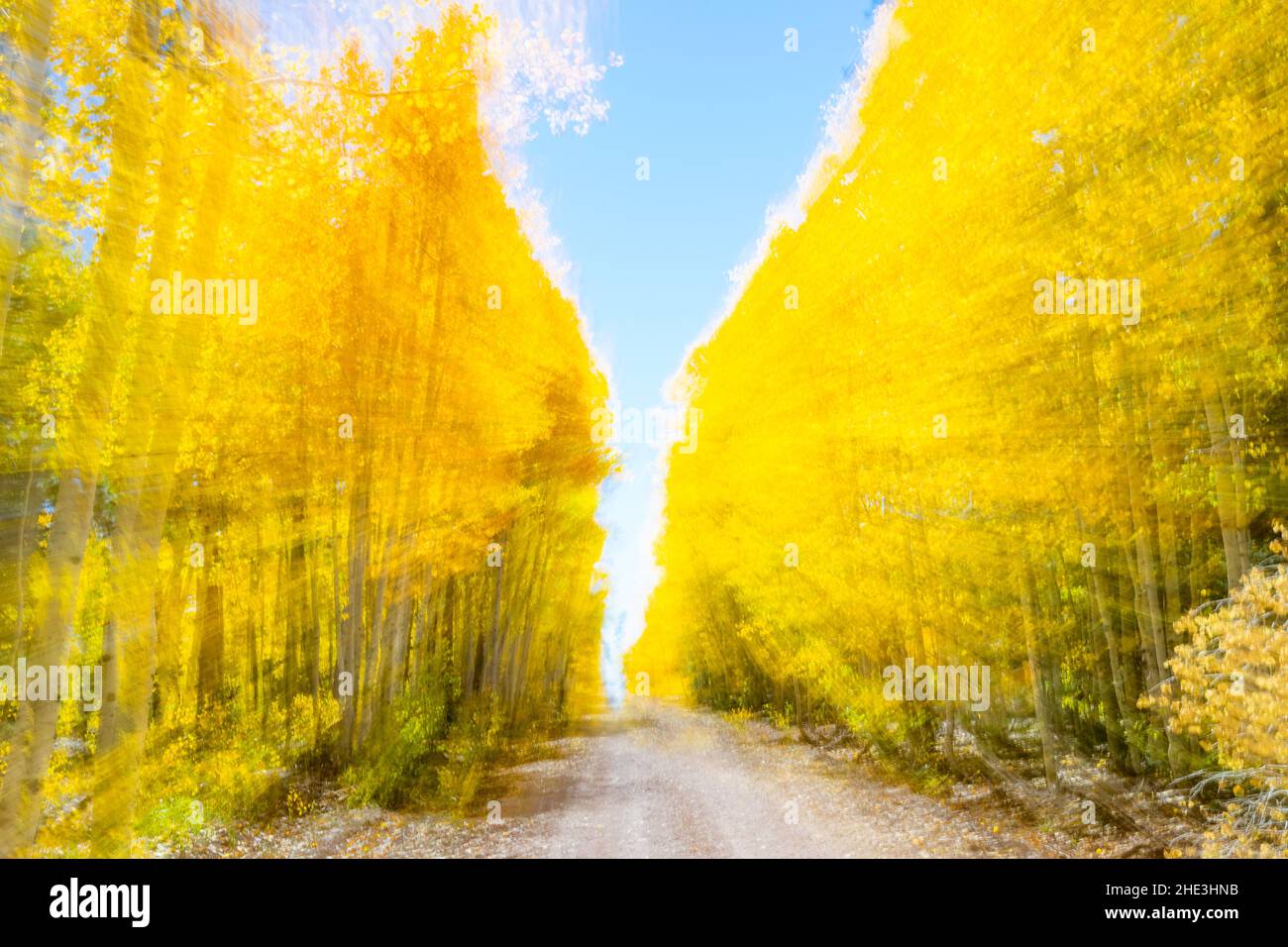 Golden aspen hi-res stock photography and images - Alamy