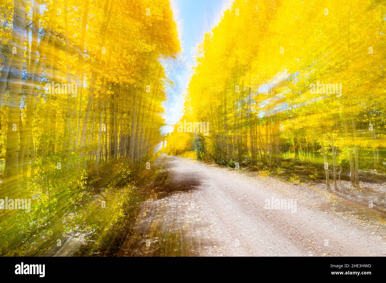 Camera zoom of Golden Aspen in fall along Forest Service Road 611 in ...