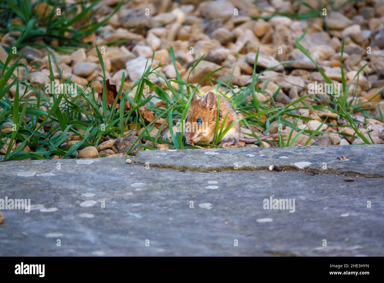 a wood (long tailed field) mouse (Apodemus sylvaticus) eating bird food ...