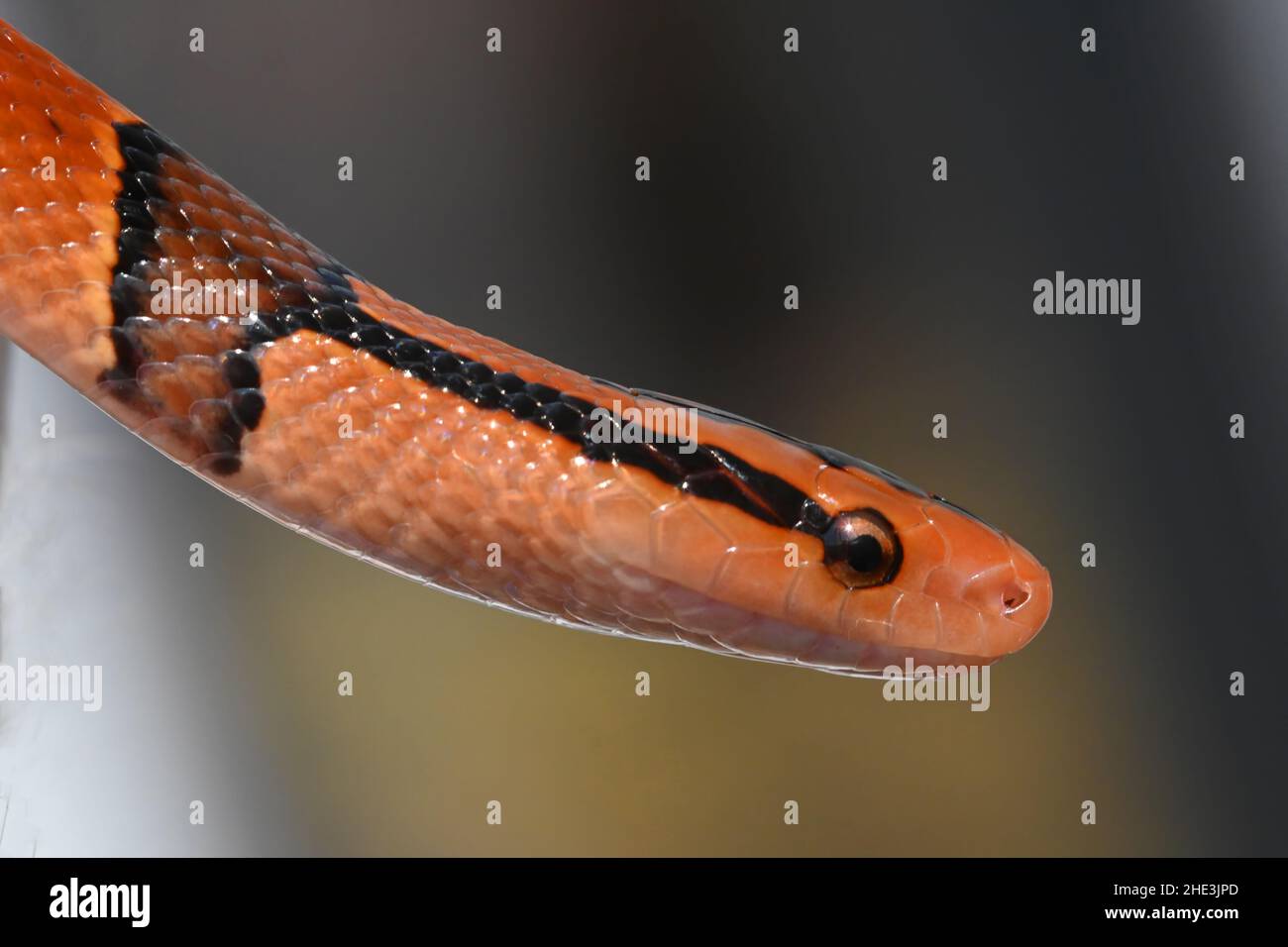 Bamboo Rat Snake Stock Photo - Alamy