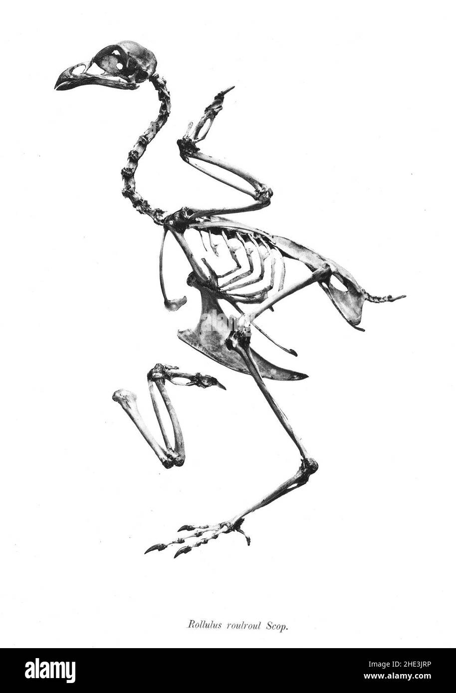 Roulroul hi-res stock photography and images - Alamy