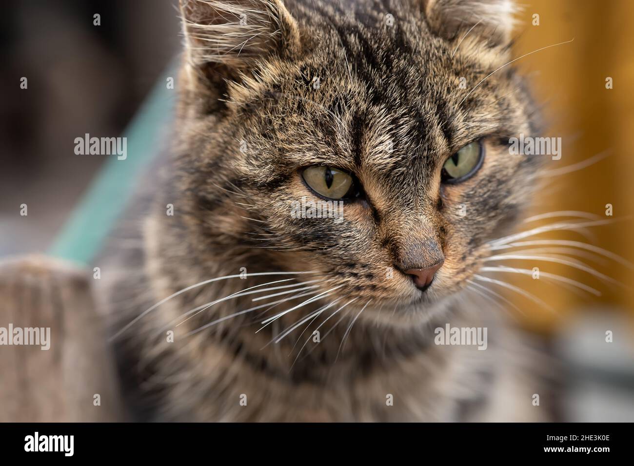 Grey house cat hi-res stock photography and images - Alamy