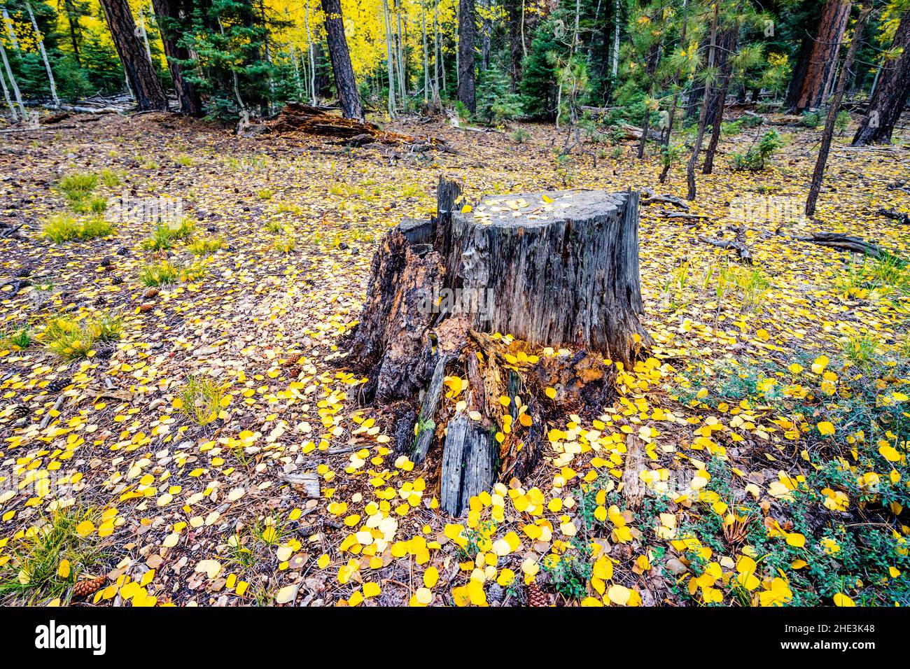 Golden Aspen in fall along Forest Service Road 611 in North Kaibab ...