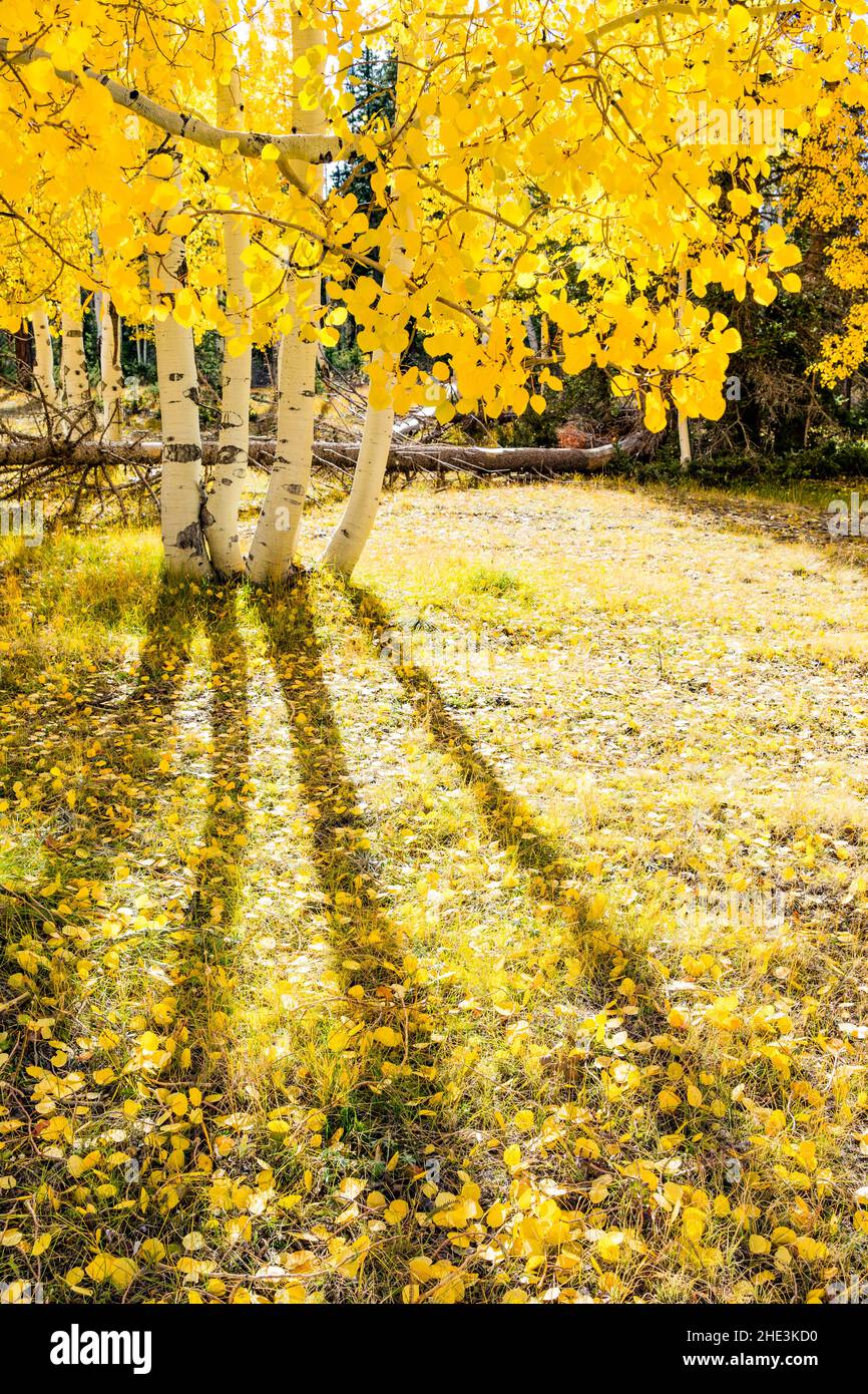 Long shadows cast on leaf-strewn ground by the trunks of Aspen trees ...