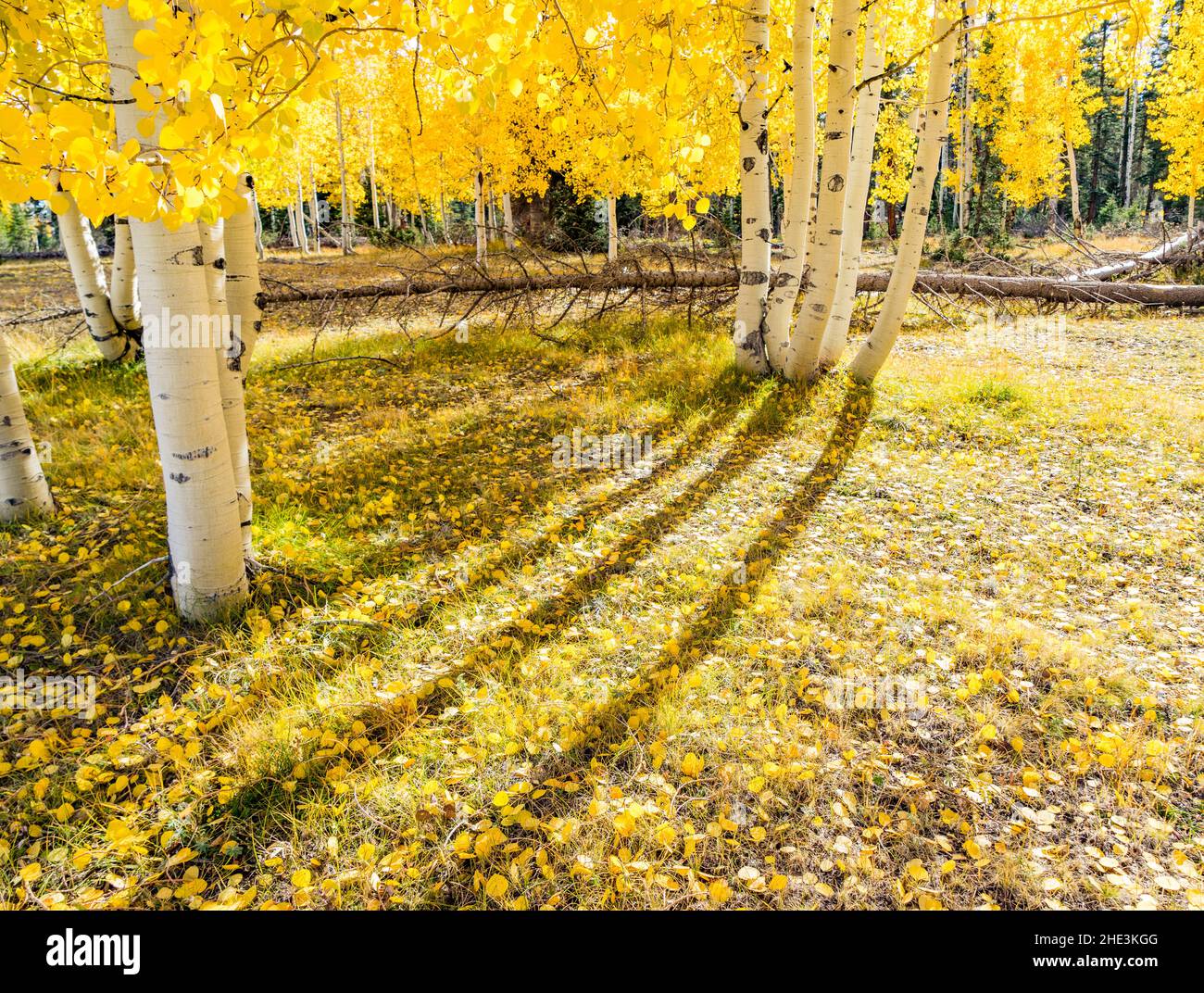Long shadows cast on leaf-strewn ground by the trunks of Aspen trees ...