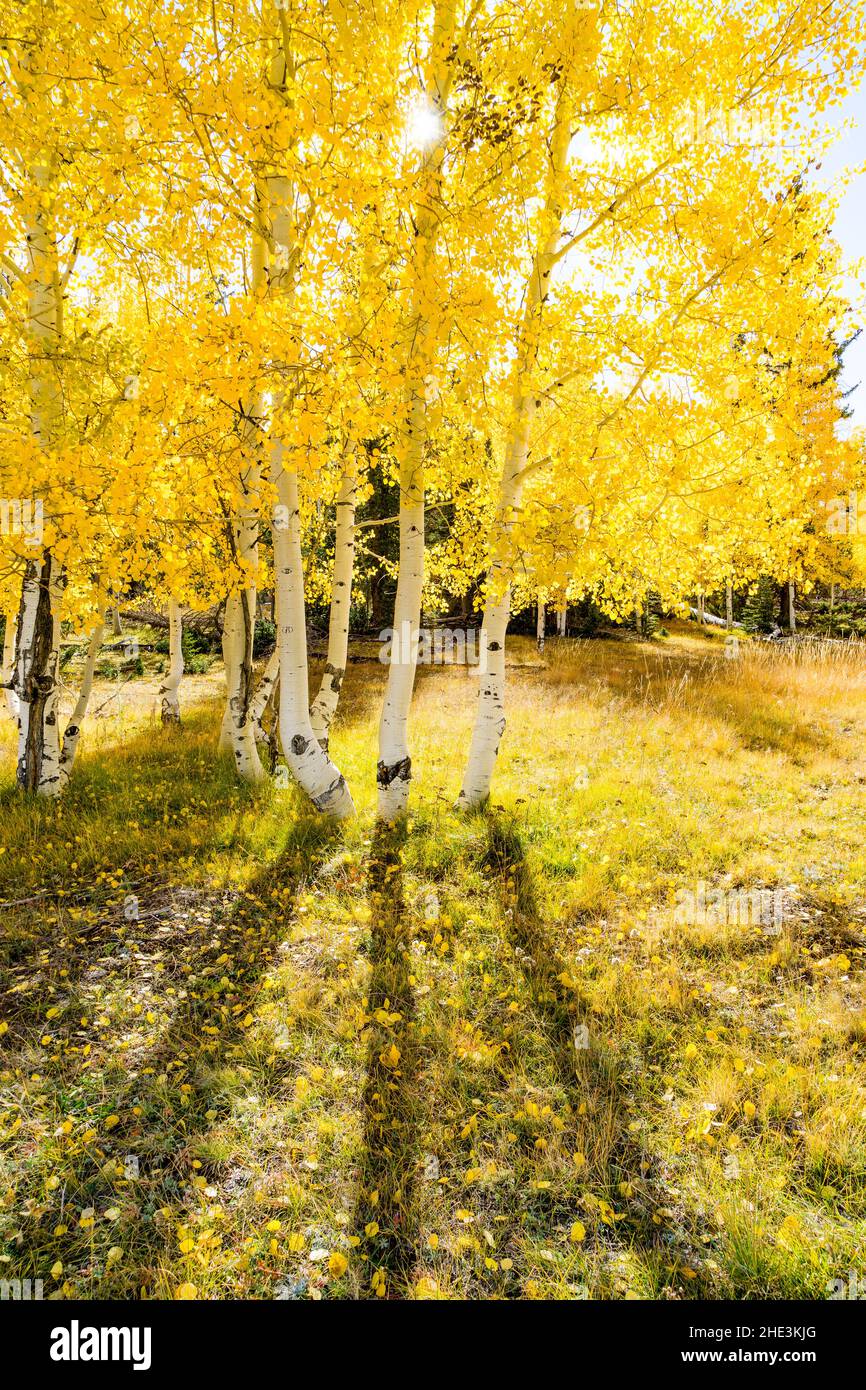 Long shadows cast on leaf-strewn ground by the trunks of Aspen trees ...