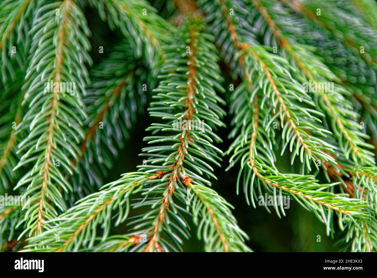 Traditional evergreen tree hi-res stock photography and images - Alamy