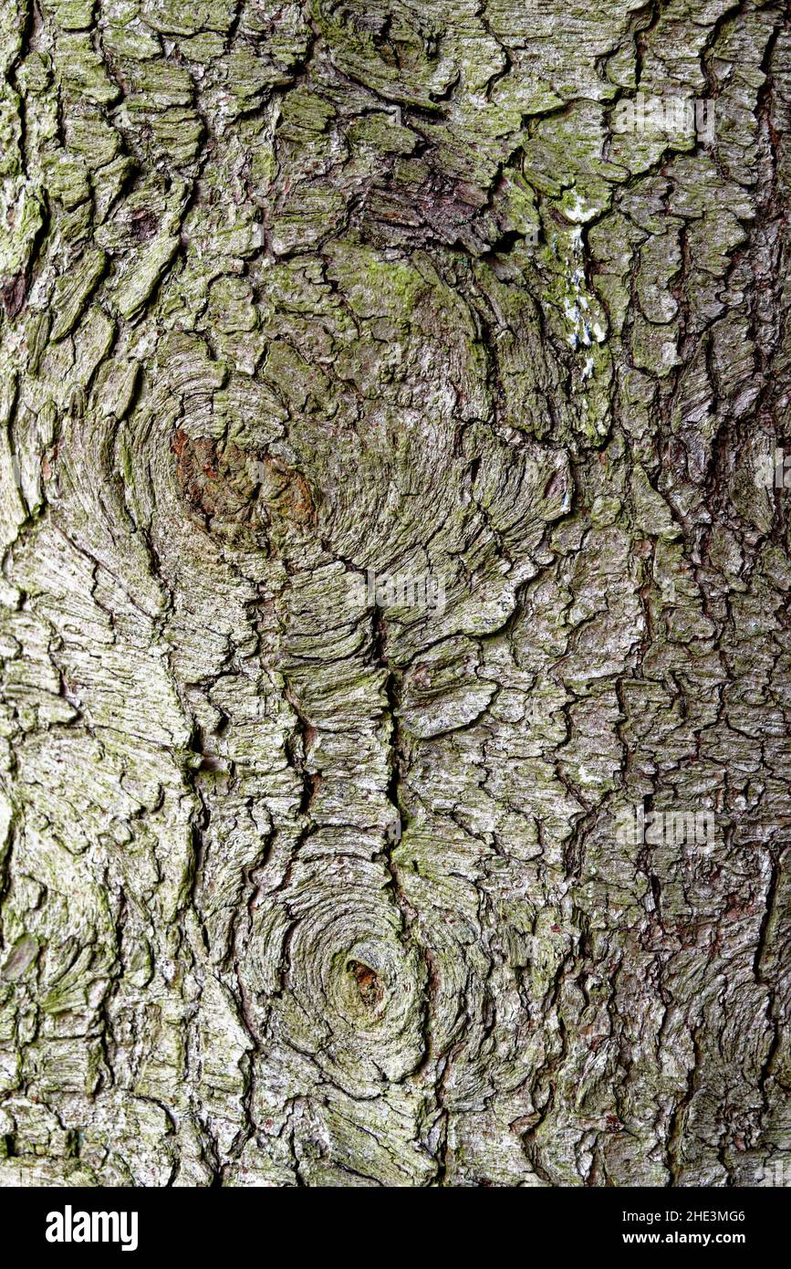 Logs texture background in the forrest - Whipsnade Tree Cathedral ...
