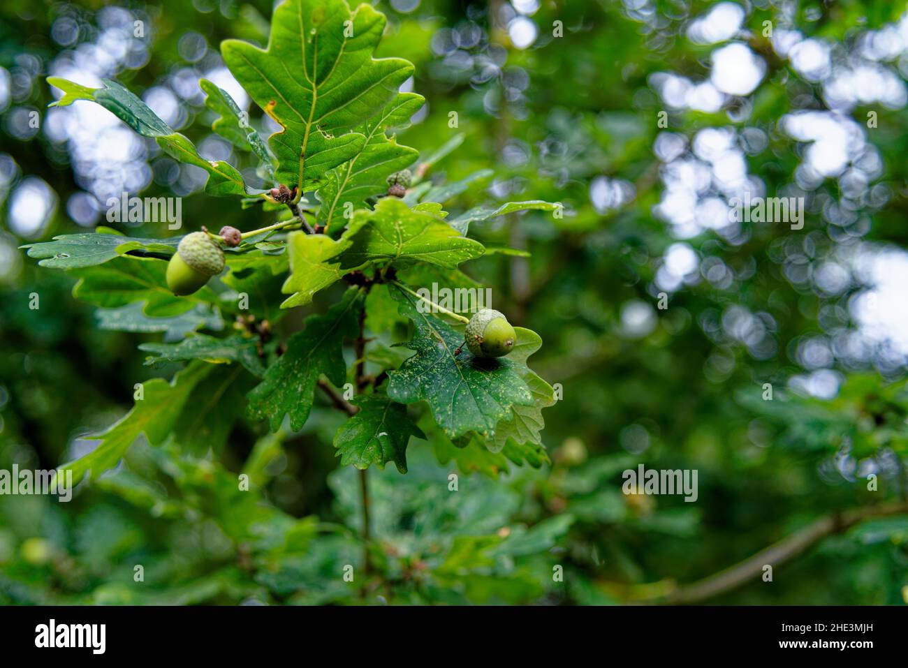 Quercus robur - English Oak acorns on the tree in autumn Stock Photo ...