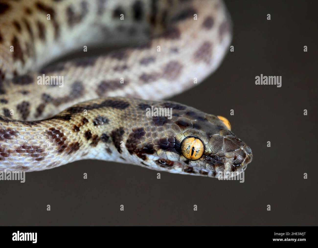 Childrens python hi-res stock photography and images - Alamy