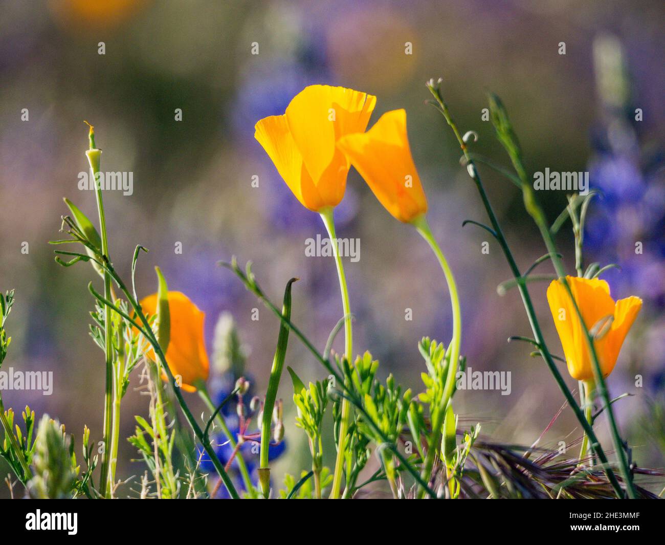 Mexican gold poppies in foreground with blurred blue flowers in ...