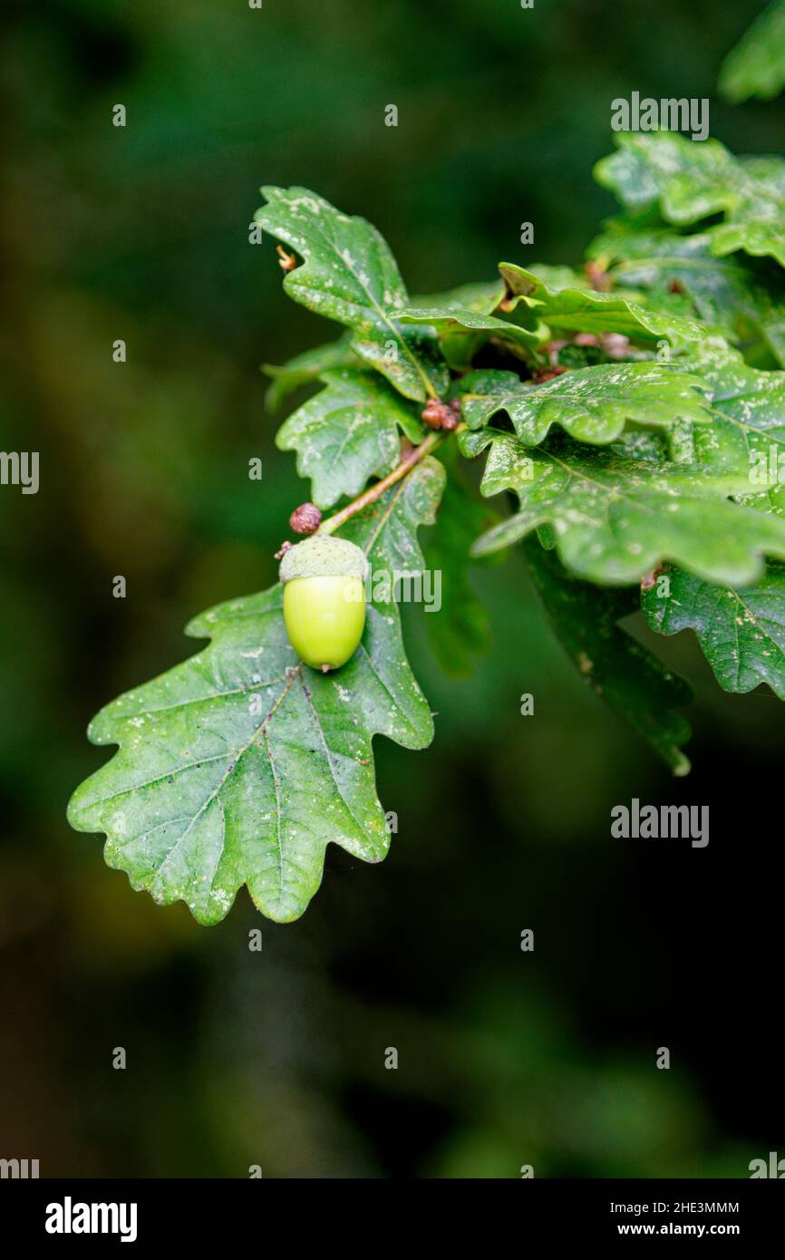 Oak tree leaves background fall quercus robur hi-res stock photography ...