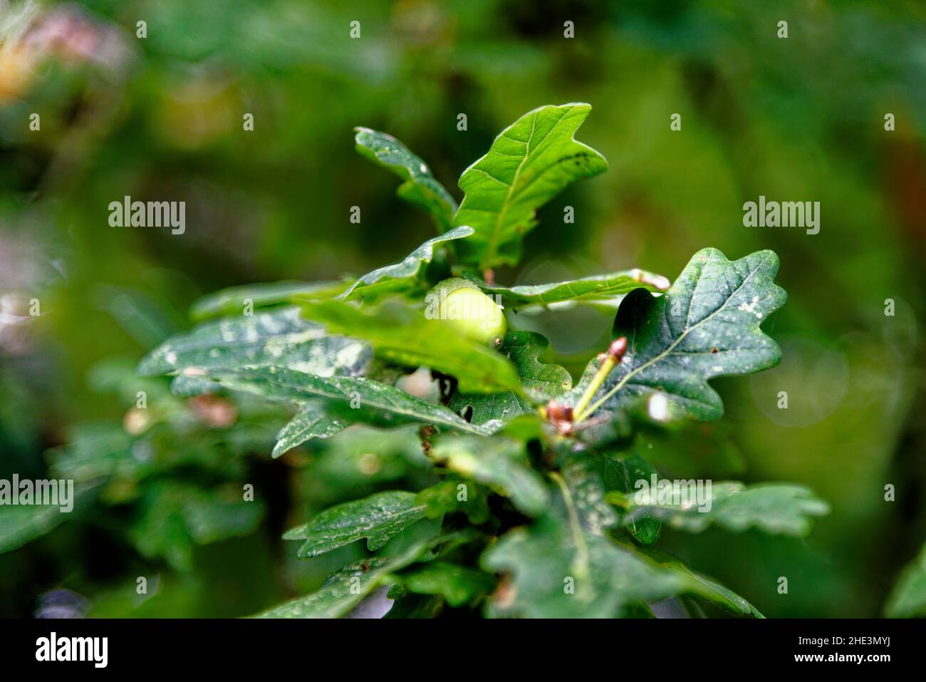 Oak tree leaves background fall quercus robur hi-res stock photography ...