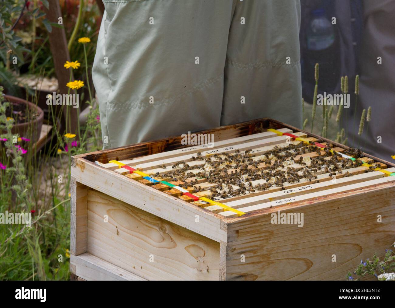 A bee keeper examining a beehive frame with combs and numerous honey ...