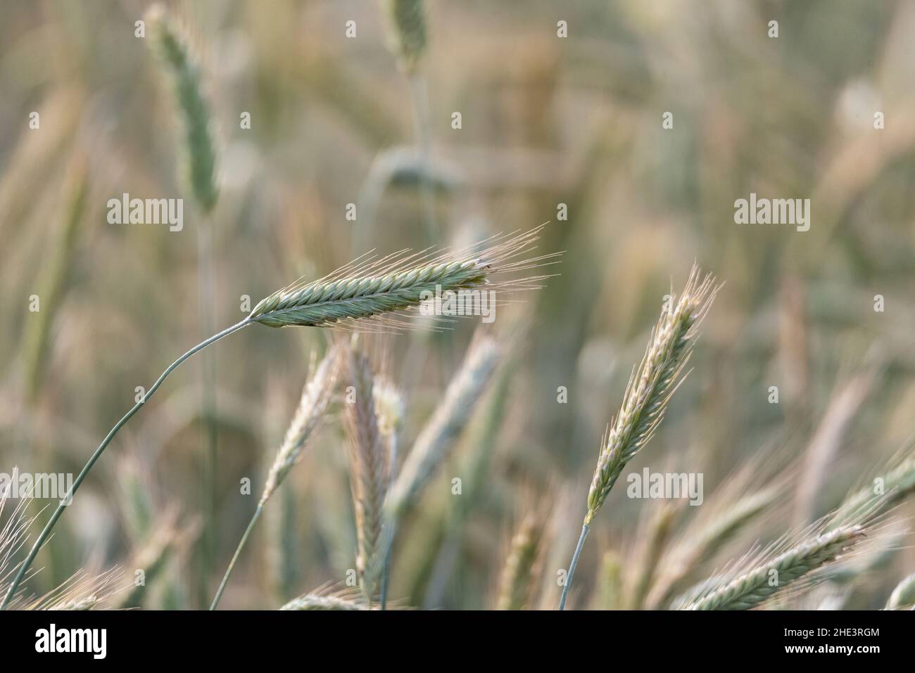 Cereal in the field. Close-up of ears of ripening rye. Farming in the ...