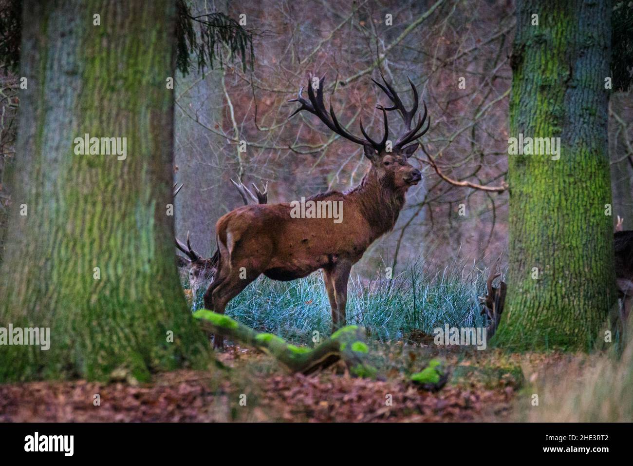Duelmen, NRW, Germany. A red deer stag stretches in the cold. Red deer ...