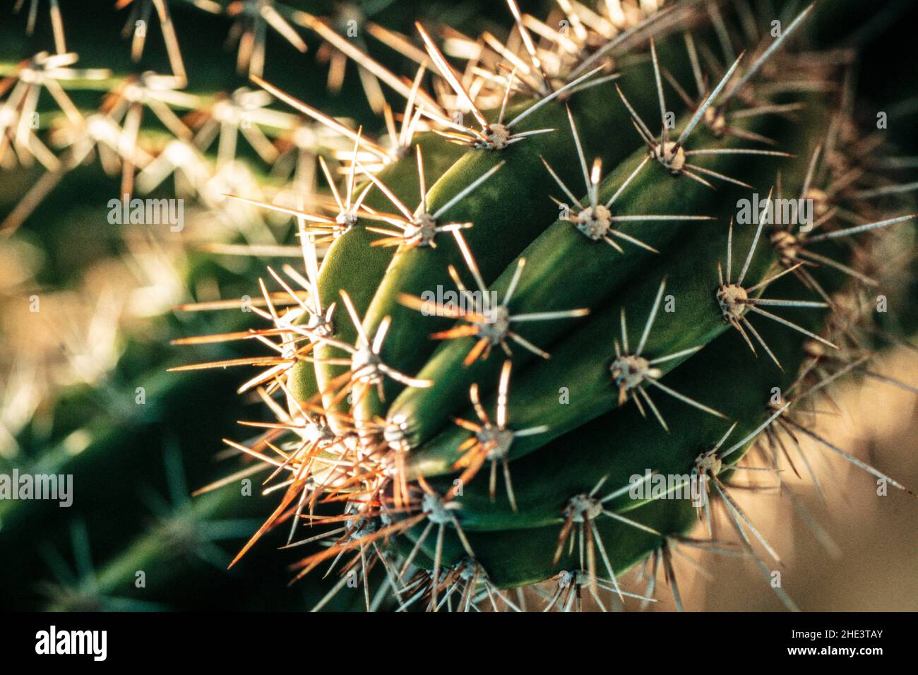 Prickly, macro of cactus spines as a demonstration of patterns and ...
