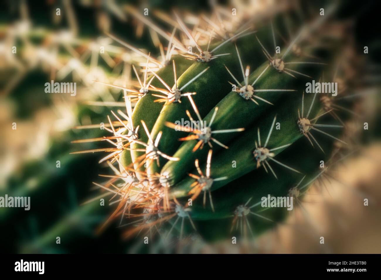 Prickly, macro of cactus spines as a demonstration of patterns and ...