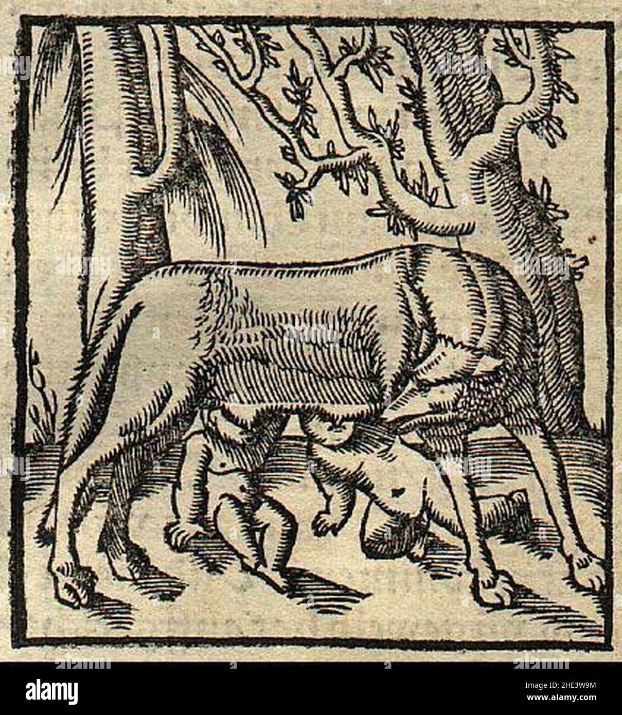 Romulus and Remus being suckled by a wolf (1550 Stock Photo - Alamy