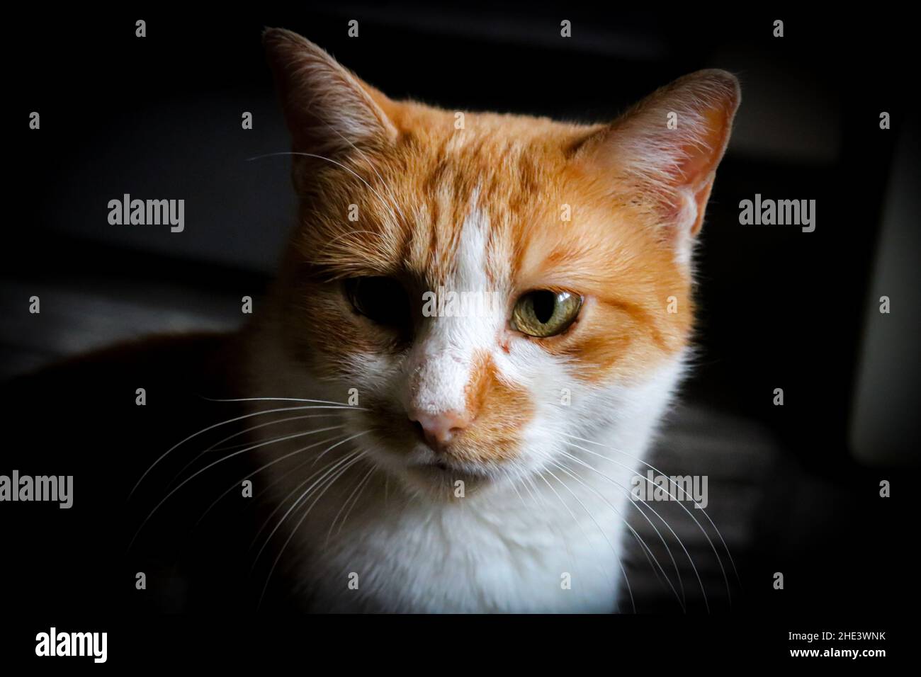 Ginger and white cat hi-res stock photography and images - Alamy