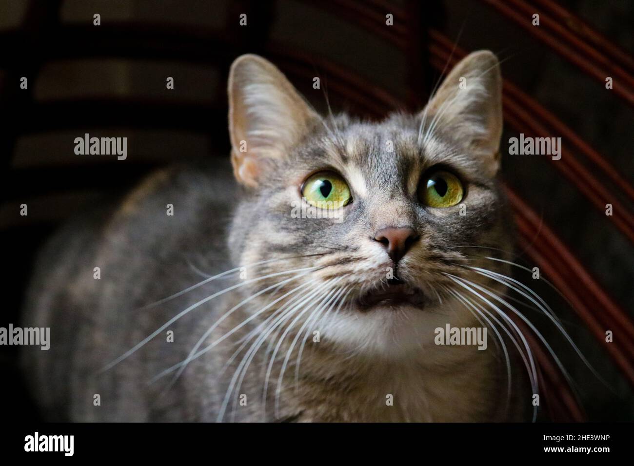 Playful gray cat hi-res stock photography and images - Alamy