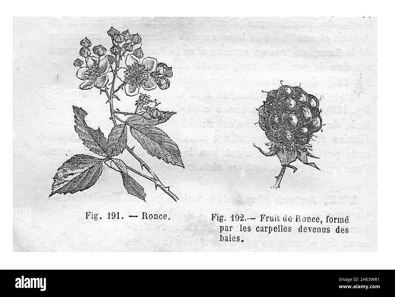 Ronce - plante & fruit Stock Photo - Alamy