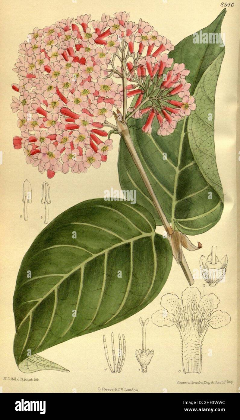 Rondeletia cordata 140-8540 Stock Photo - Alamy