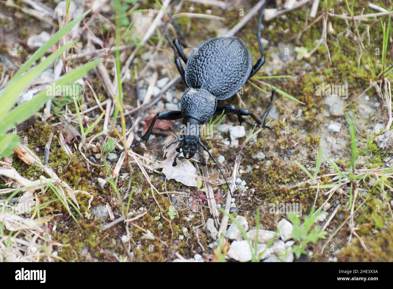 Giant ground beetle Carabus Procerus duponcheli in Peloponnese, Greece ...