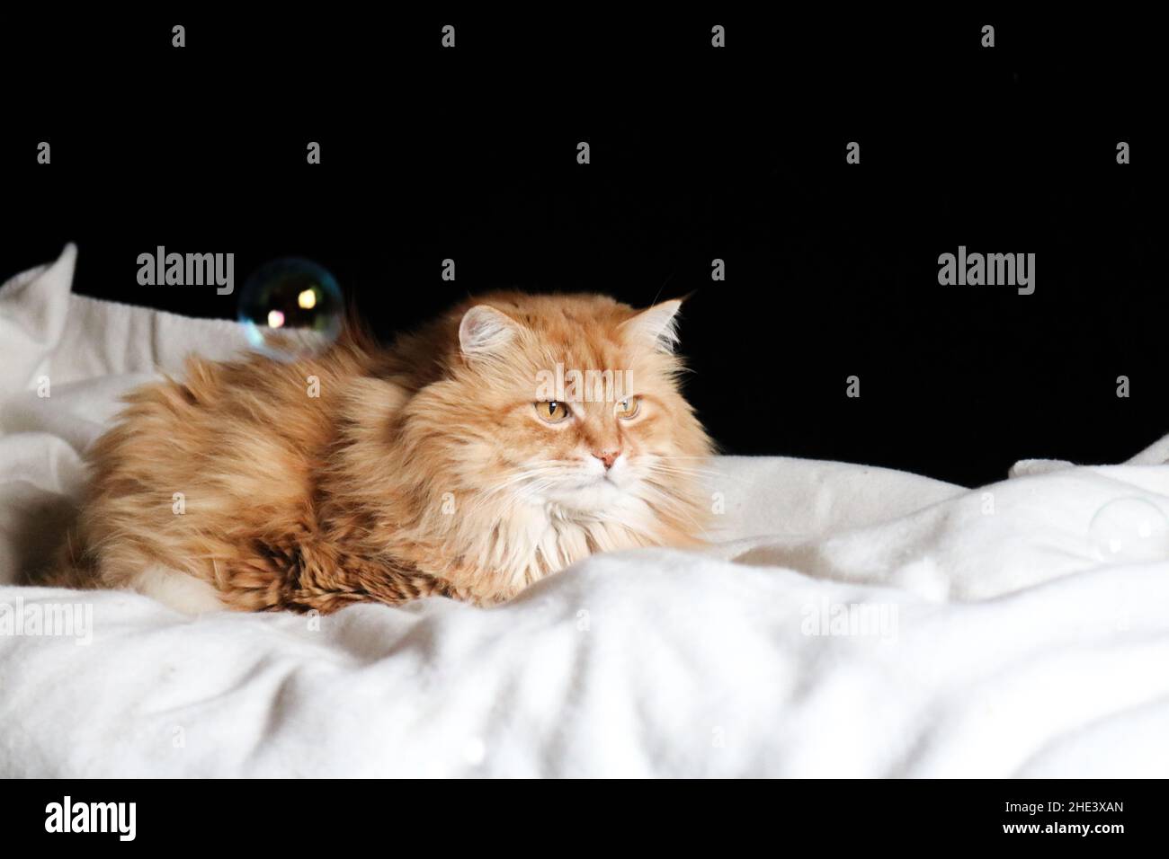 Fluffy animals hi-res stock photography and images - Alamy
