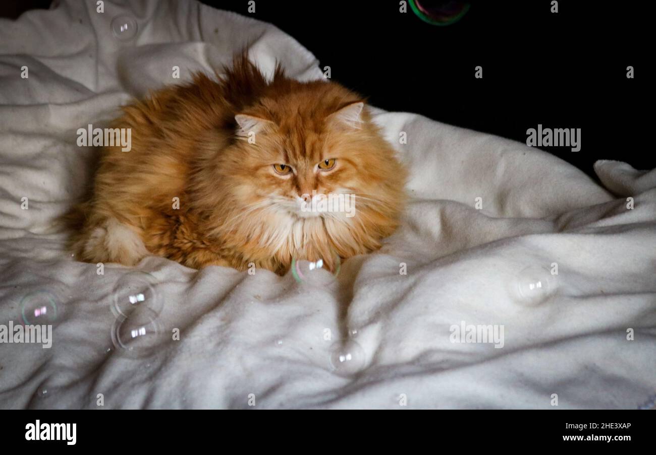 Cute cats fluffy pets hi-res stock photography and images - Alamy