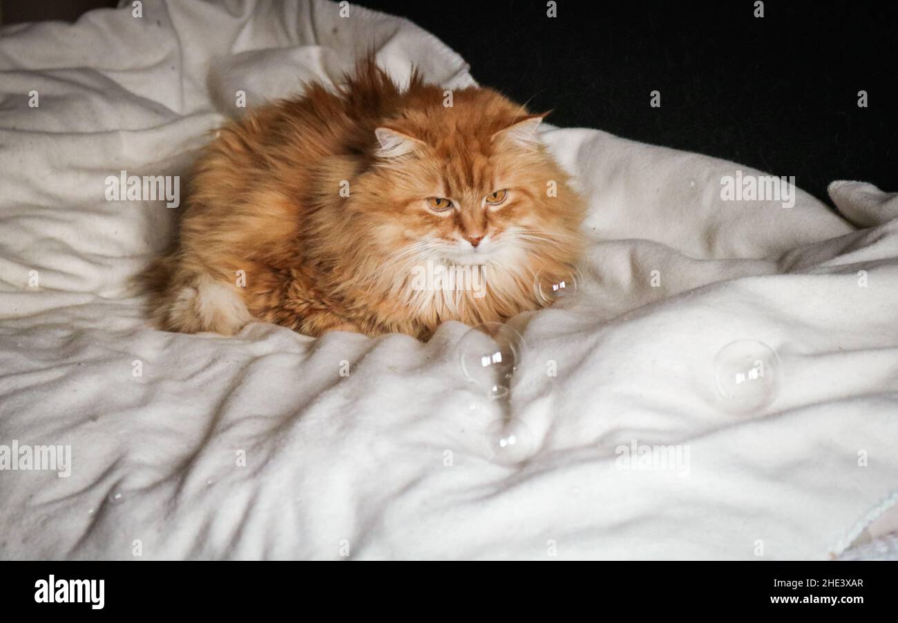 Cute fluffy animals hi-res stock photography and images - Alamy