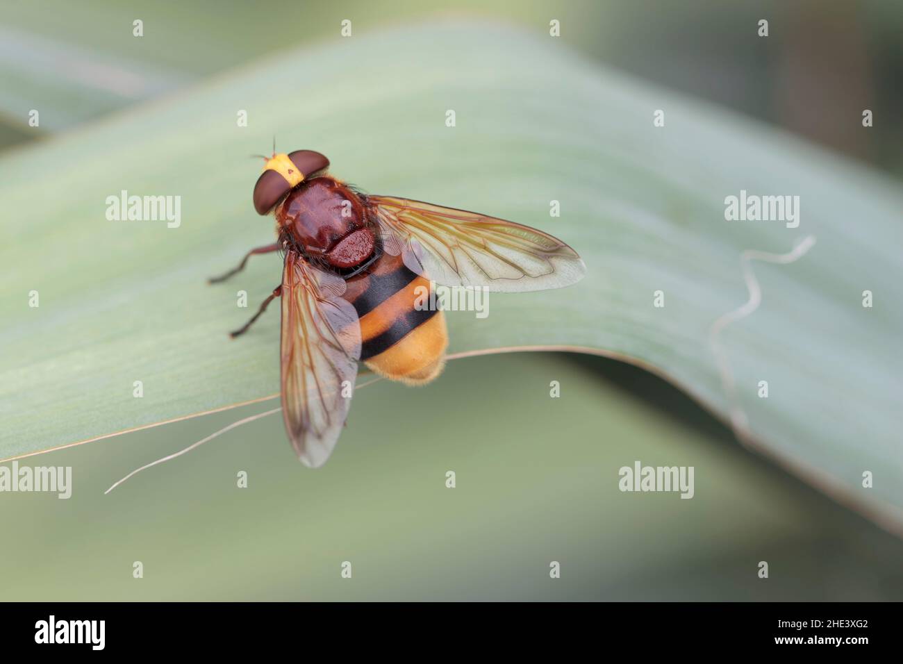 Syrphidae Hornet mimic Hover fly Volucella zonaria in close up Stock ...