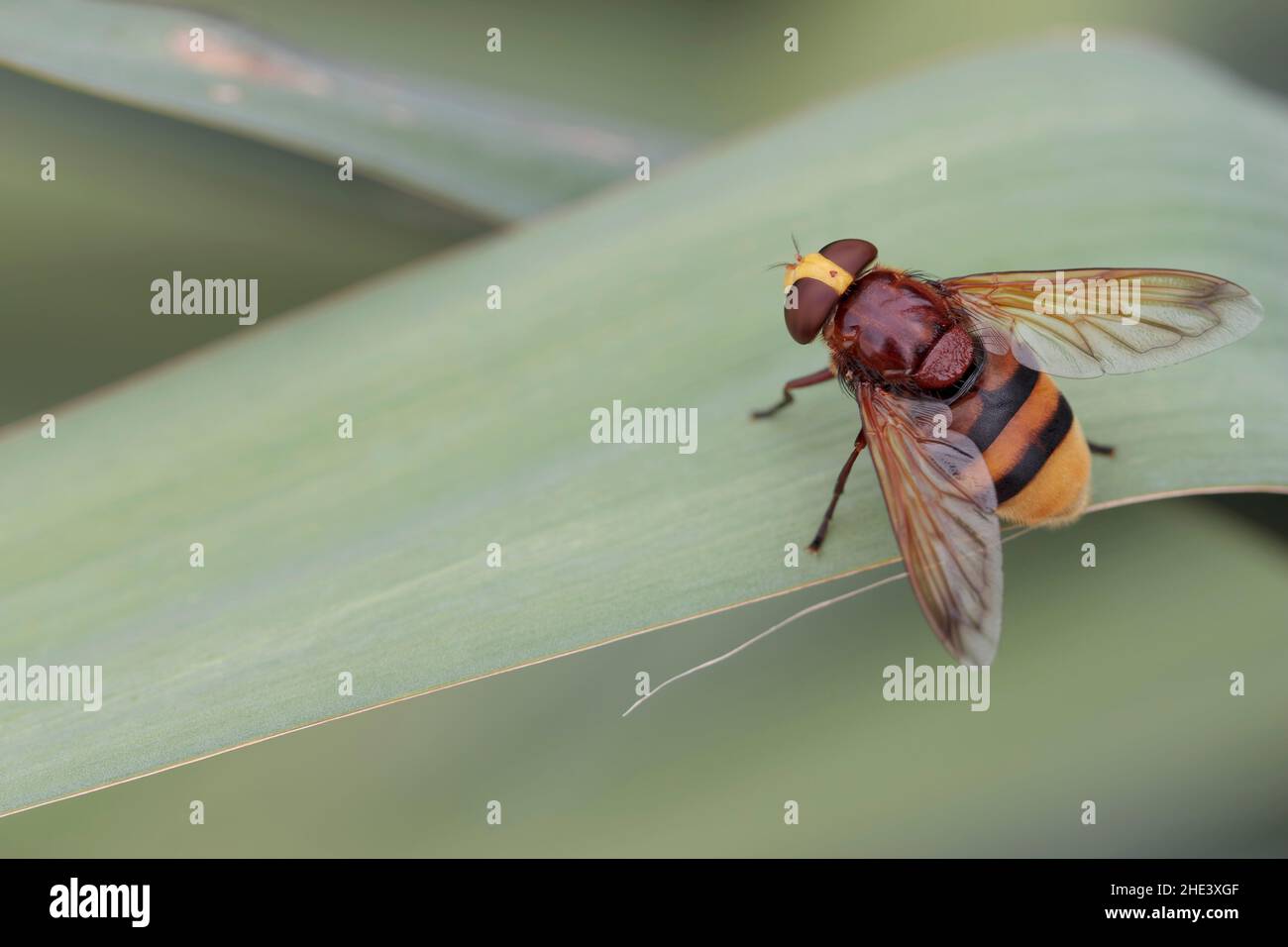 Hornet mimic fly hi-res stock photography and images - Alamy
