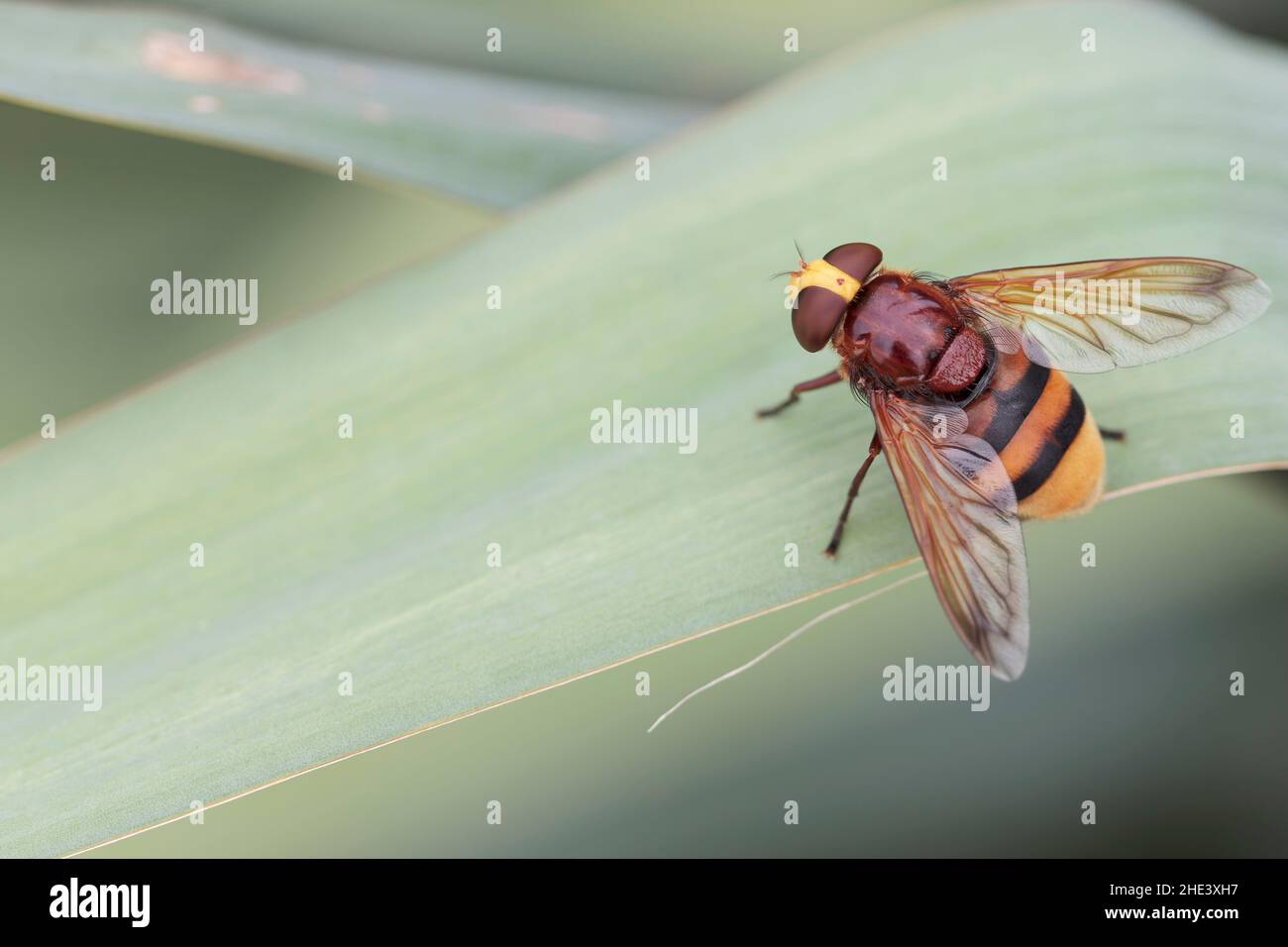 Syrphidae Hornet mimic Hover fly Volucella zonaria in close up Stock ...