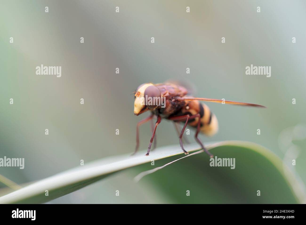 Syrphidae Hornet mimic Hover fly Volucella zonaria in close up Stock ...