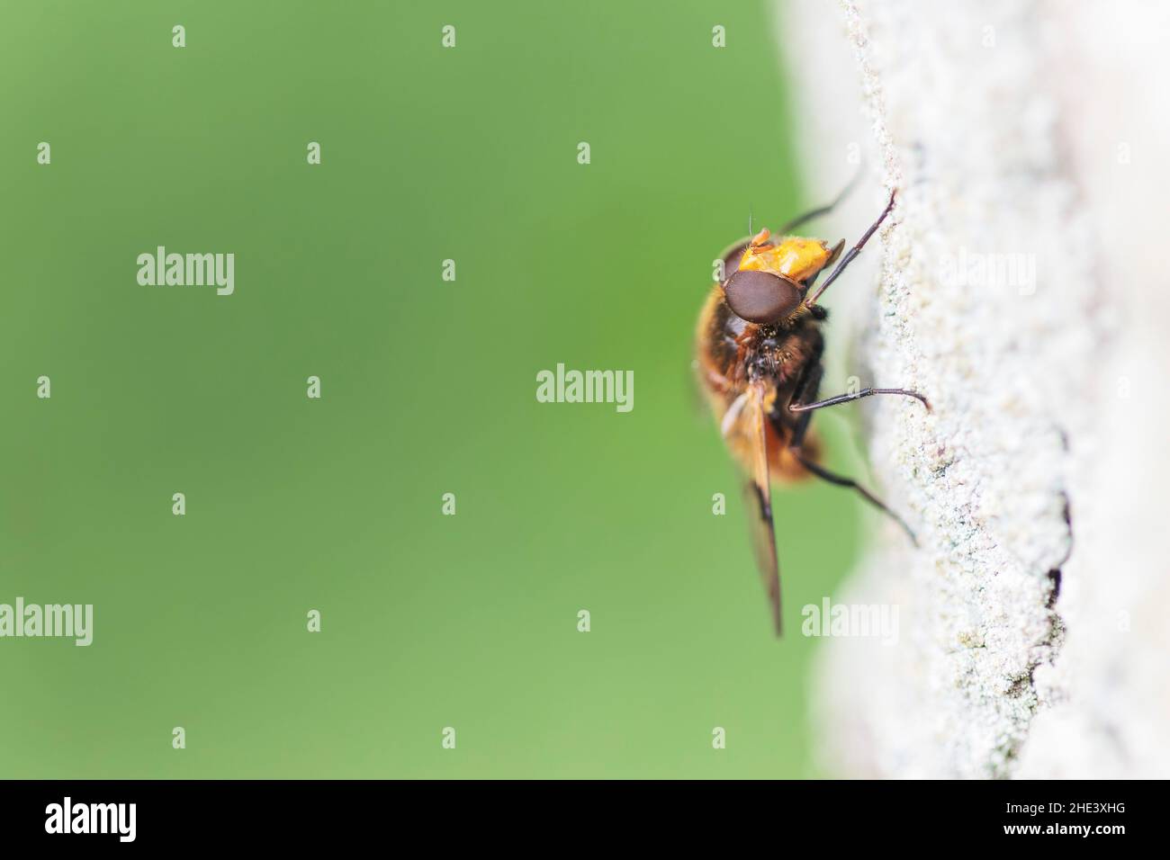 Syrphidae Hornet mimic Hover fly Volucella zonaria in close up Stock ...