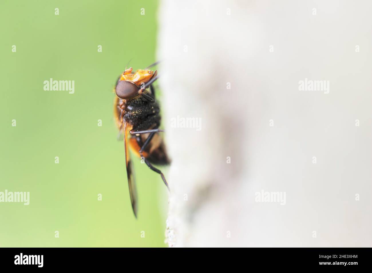 Syrphidae Hornet mimic Hover fly Volucella zonaria in close up Stock ...
