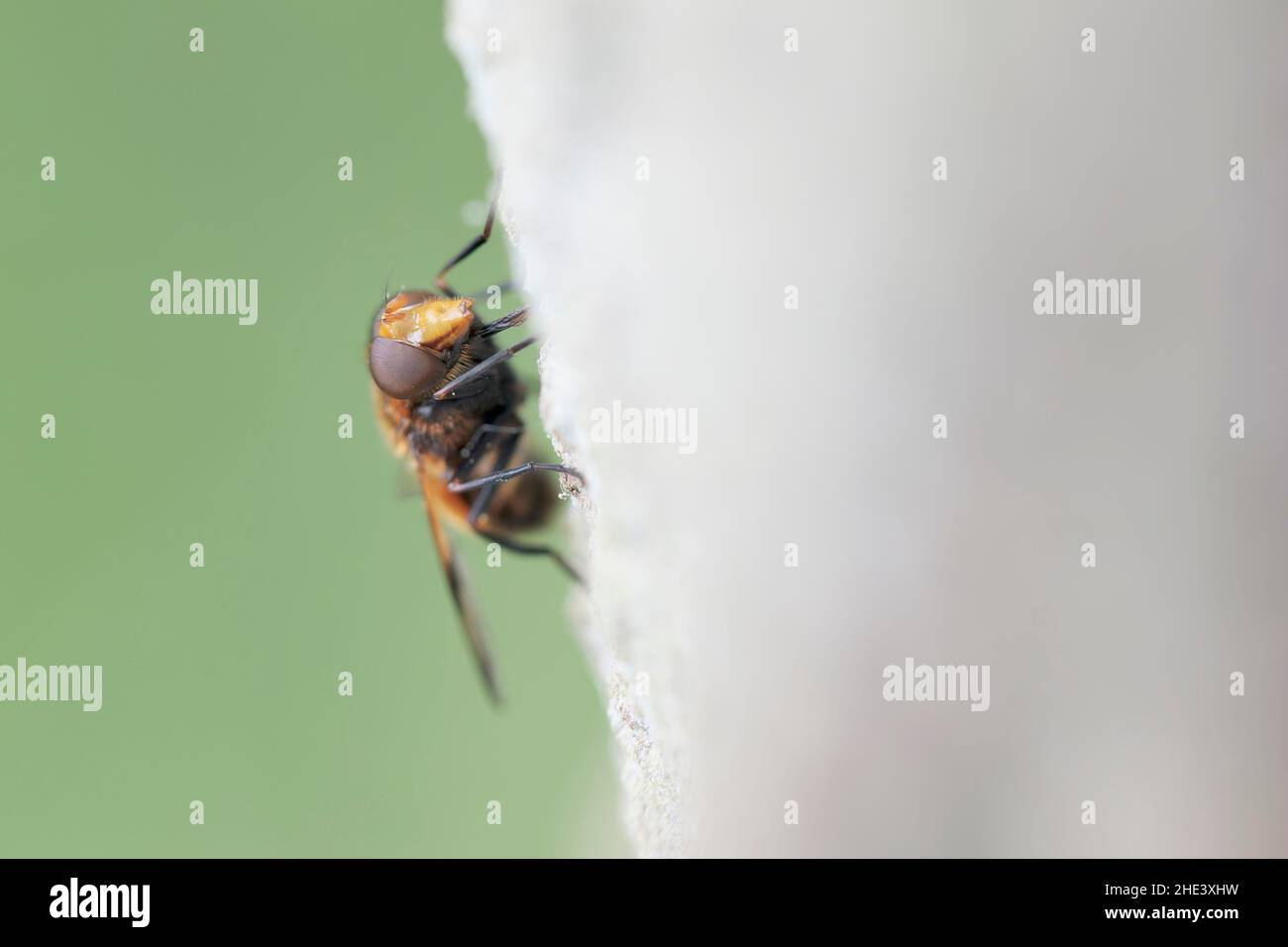 Syrphidae Hornet mimic Hover fly Volucella zonaria in close up Stock ...