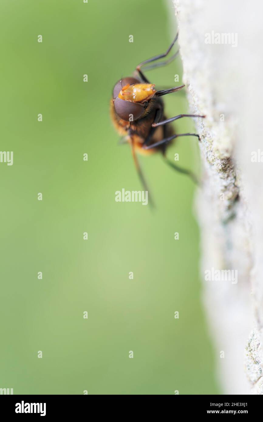Syrphidae Hornet mimic Hover fly Volucella zonaria in close up Stock ...