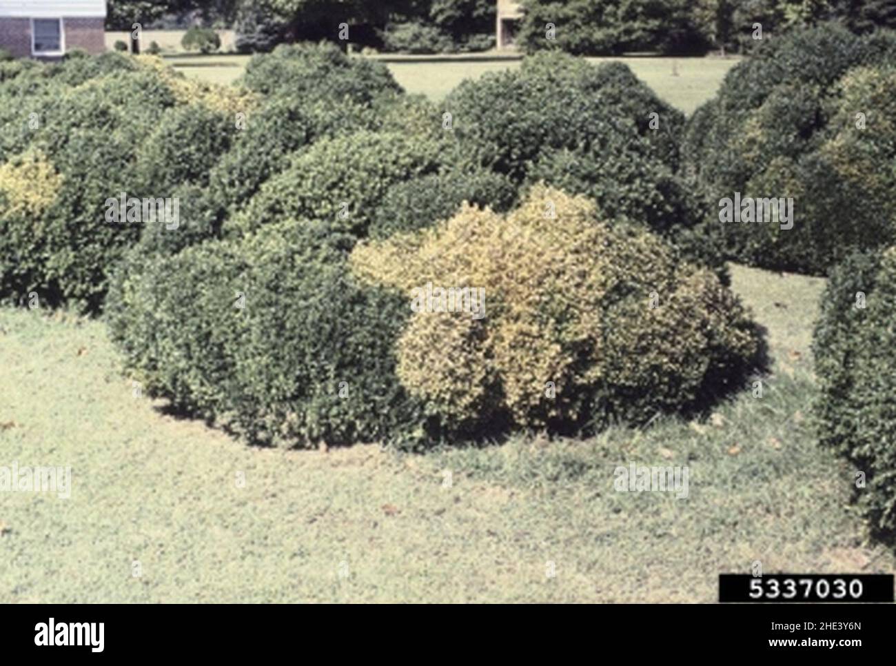 Root lesion symptom picture Stock Photo - Alamy