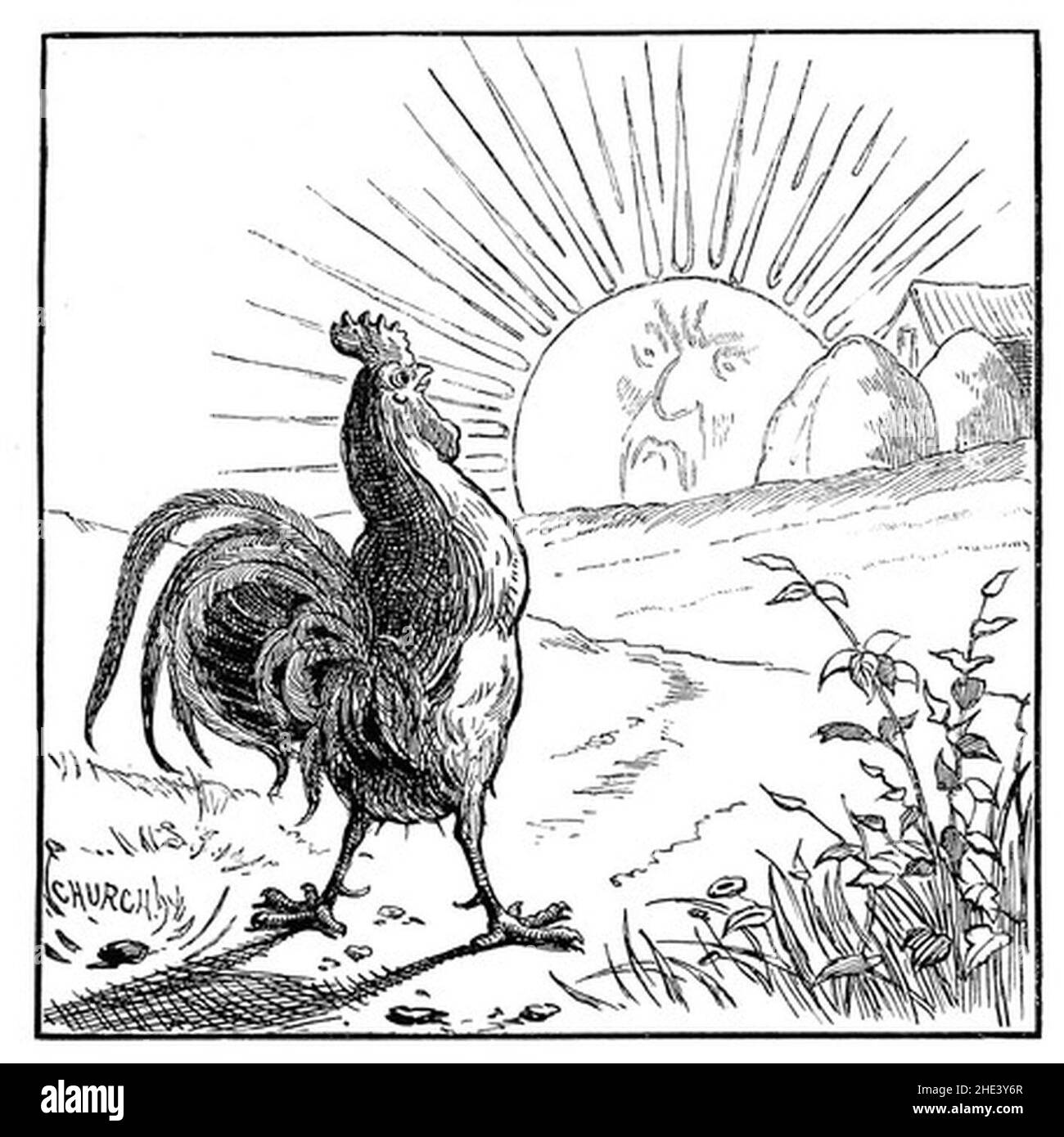 Rooster Crowing at the Sun Stock Photo - Alamy