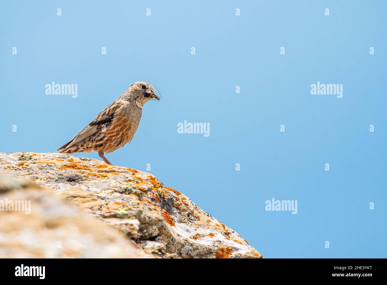 Alpine accentor (Prunella collaris), on a rock with prey in the beak ...