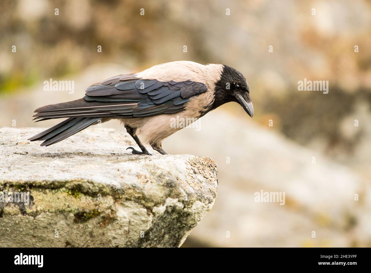 Hooded crow (Corvus cornix Stock Photo - Alamy