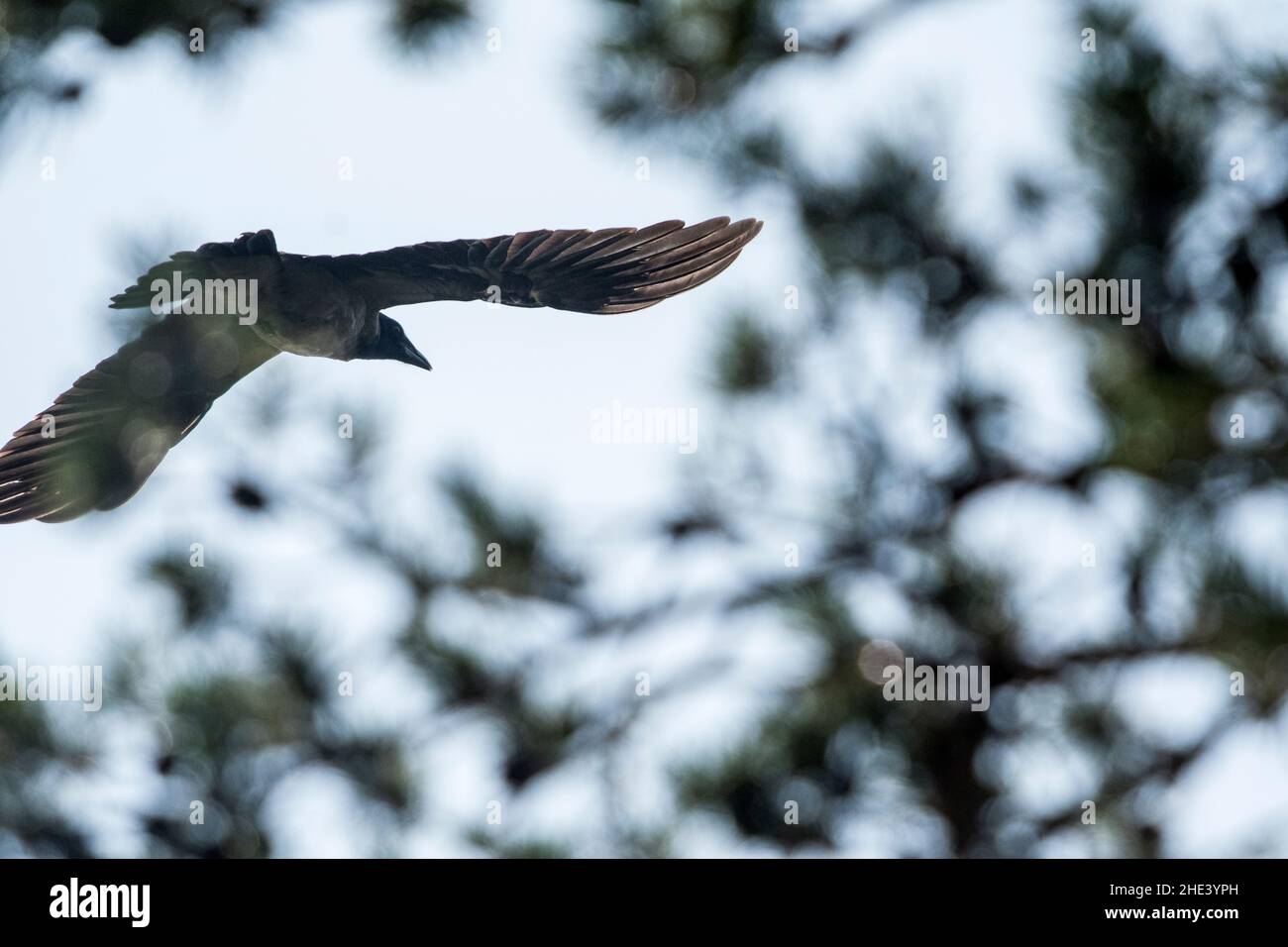 Hooded crow (Corvus cornix) in flight Stock Photo - Alamy