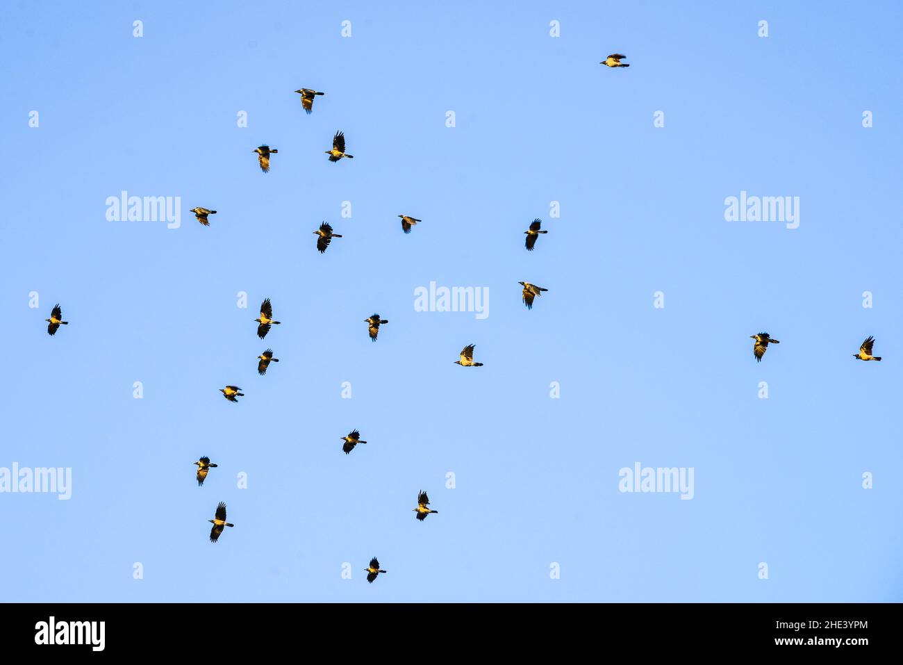Hooded Crow (Corvus cornix), large group in flight Stock Photo - Alamy