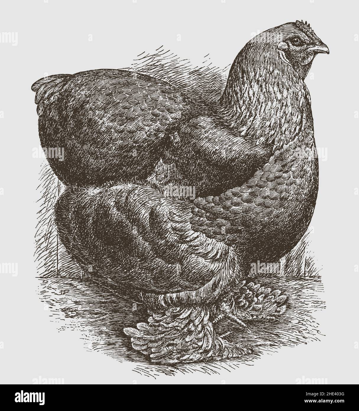 Illustration hen chicken side view hi-res stock photography and images ...