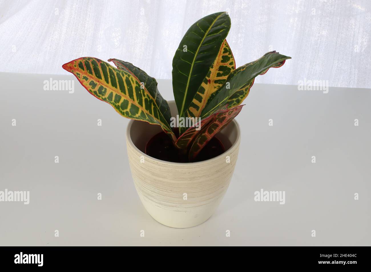 Croton plant container hi-res stock photography and images - Alamy