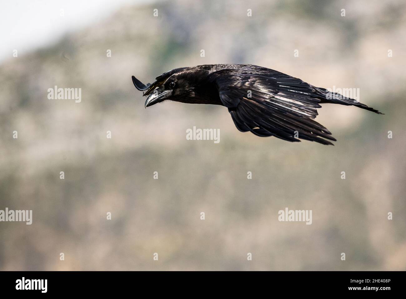 Common Raven (Corvus corax) in flight Stock Photo - Alamy